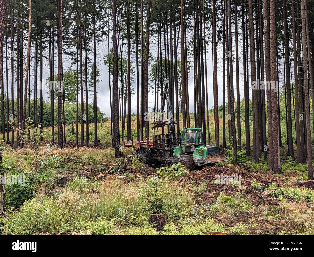 The harvester is working in the forest. Wood harvesting. Wood as a ...