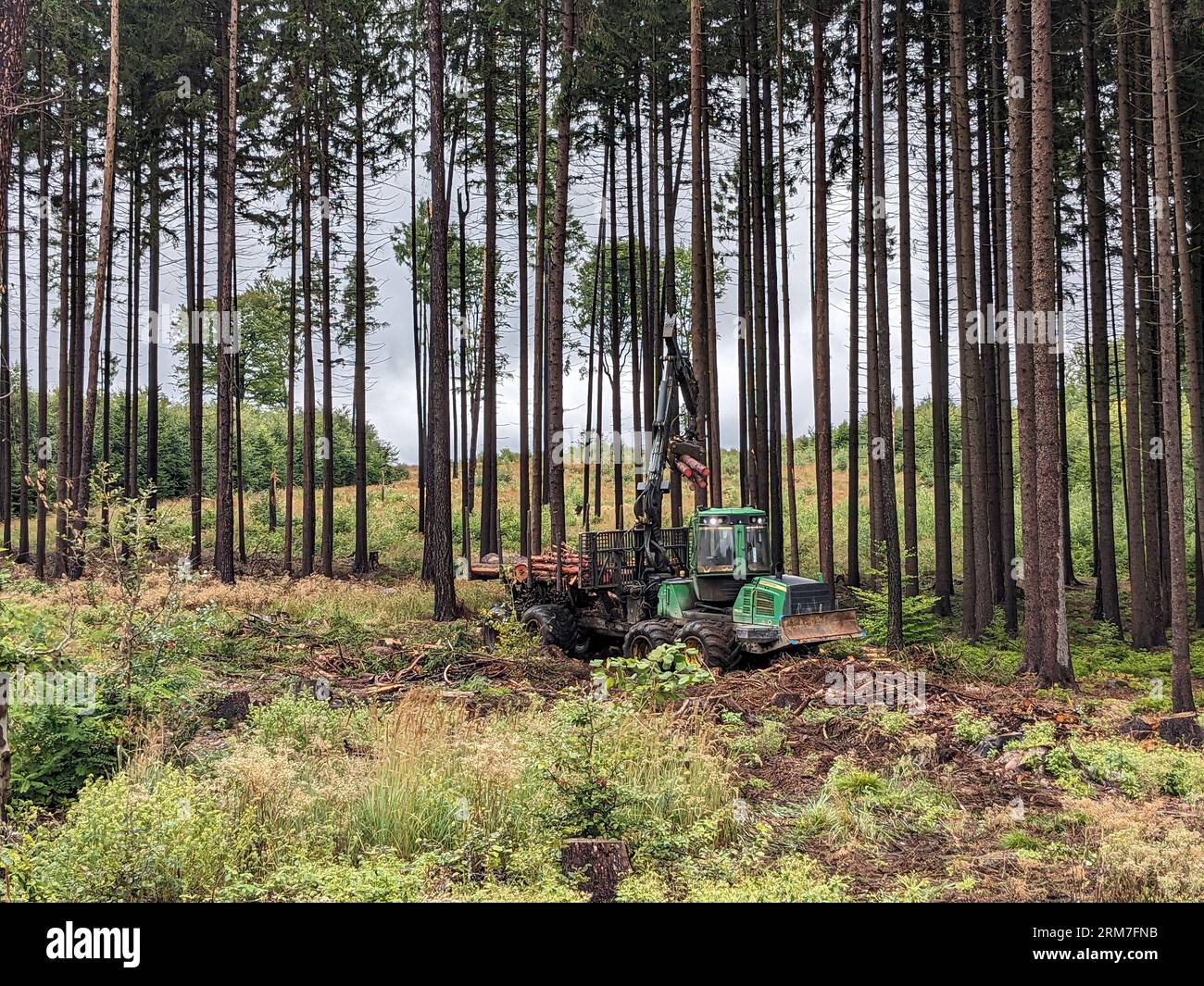 The harvester is working in the forest. Wood harvesting. Wood as a ...