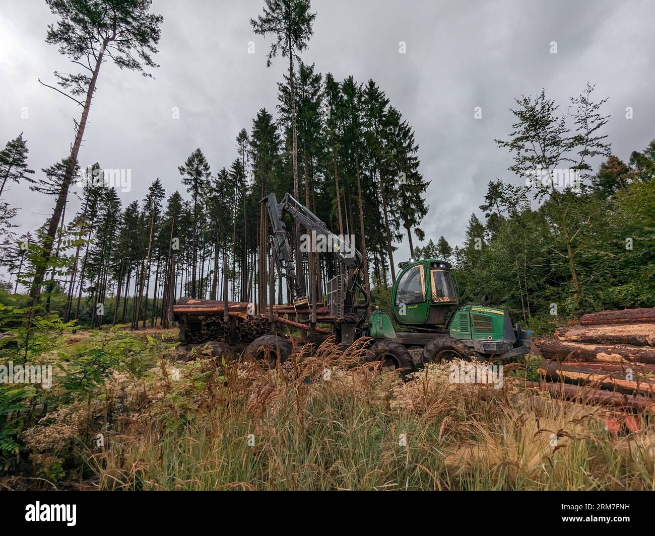 The harvester is working in the forest. Wood harvesting. Wood as a ...