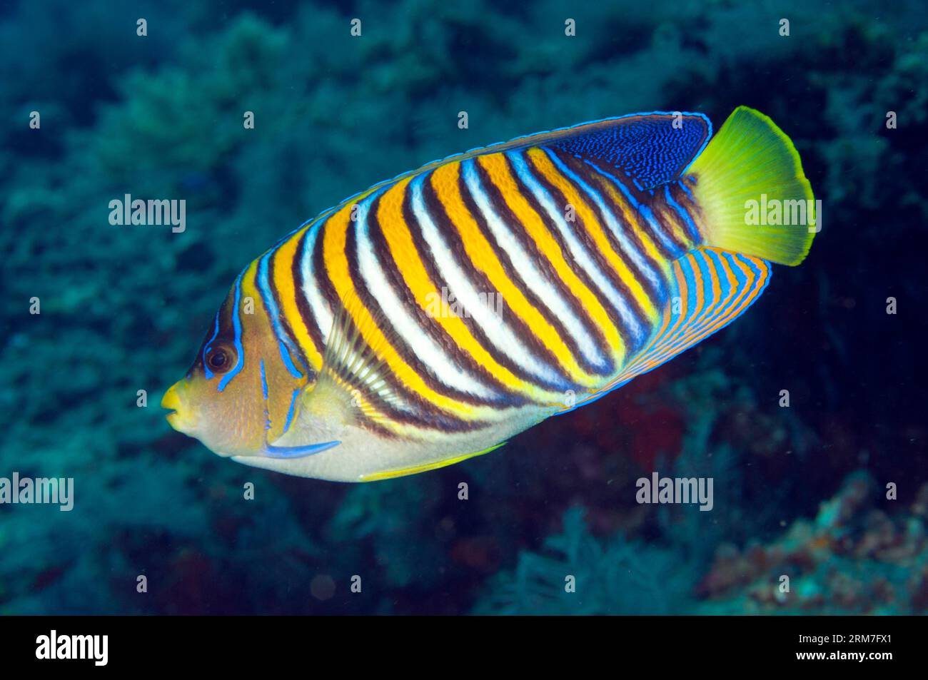 Regal angelfish pygoplites diacanthus hi-res stock photography and ...