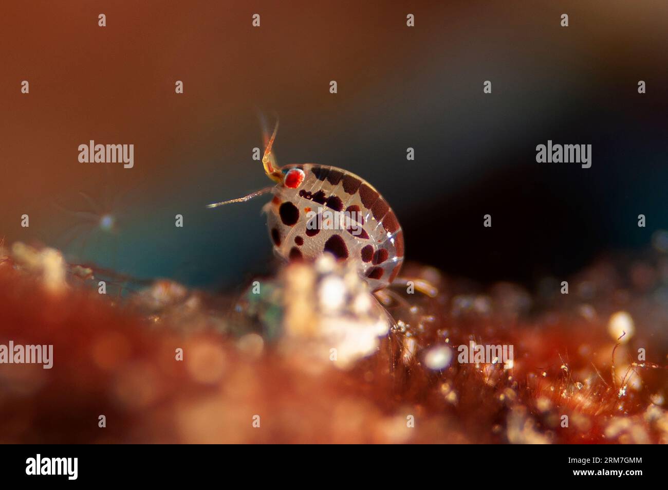 Amphipoda amphipod hi-res stock photography and images - Alamy