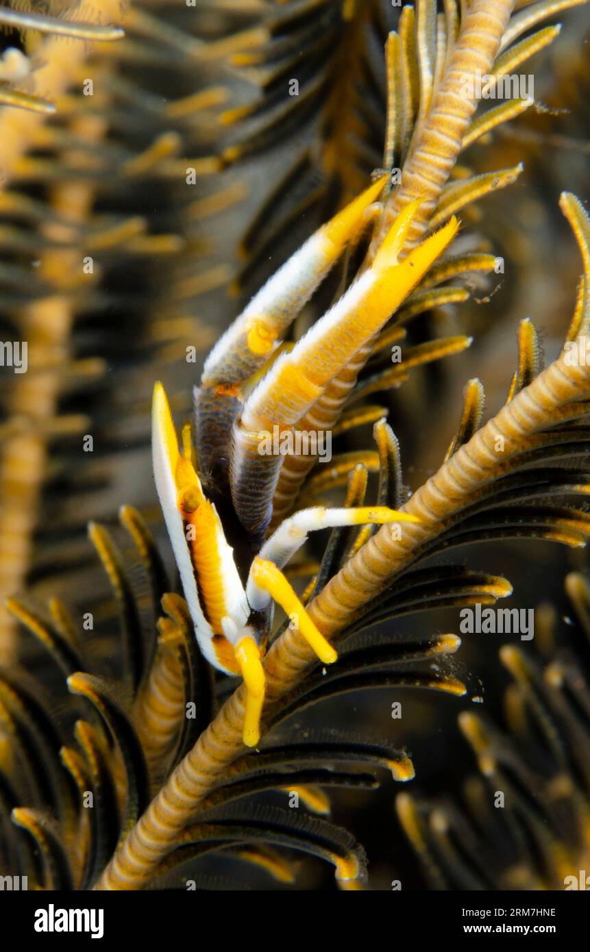 Babas crinoid squat lobster hi-res stock photography and images - Alamy