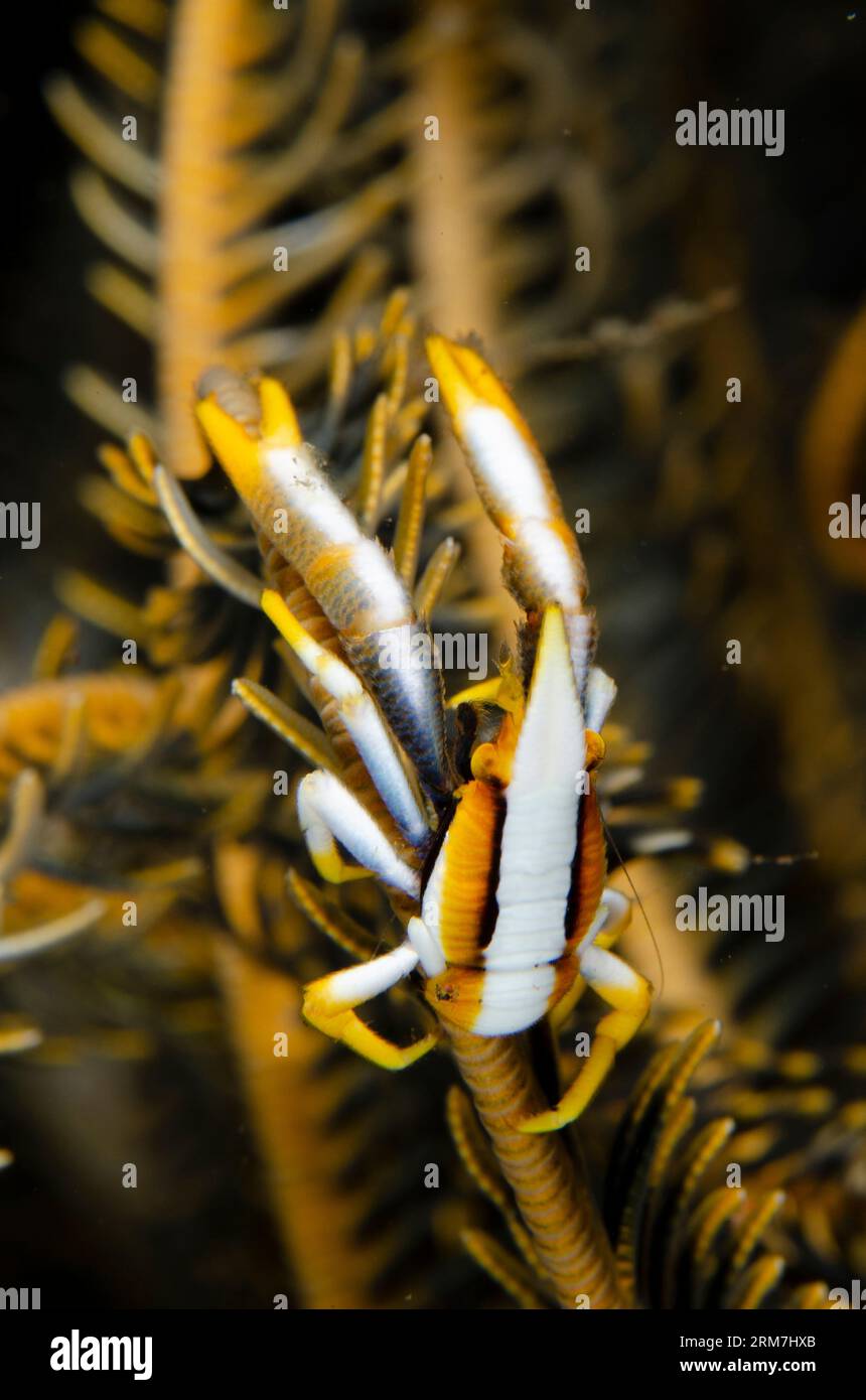 Baba's Crinoid Squat Lobster, Allogalathea babai, on Crinoid ...