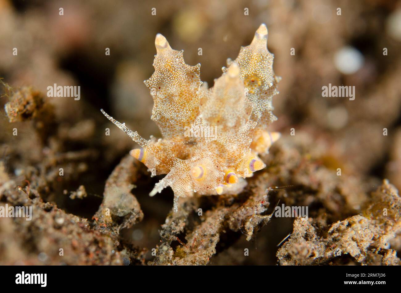 Mandapamensis hi-res stock photography and images - Alamy