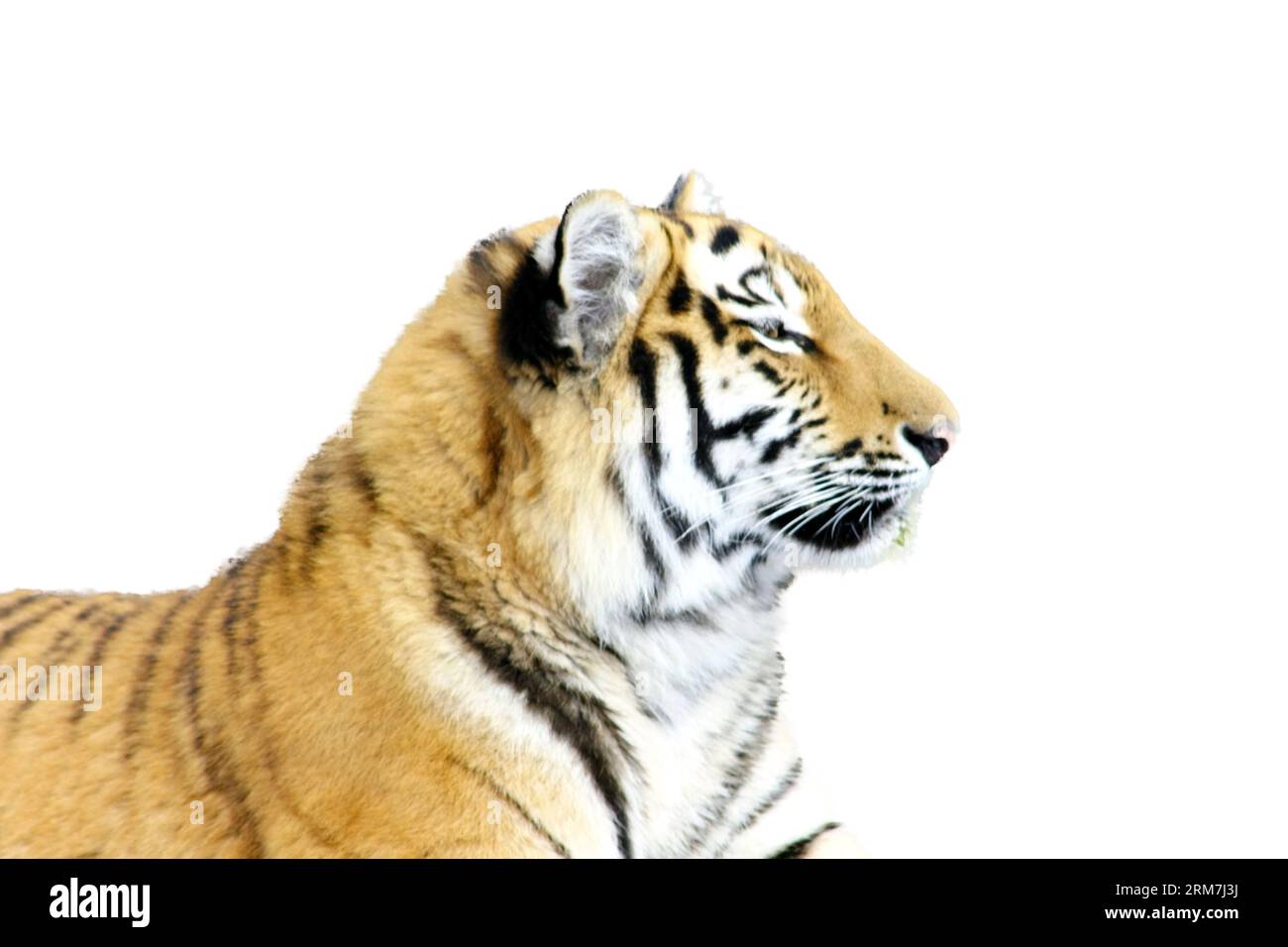 A Siberian tiger (Panthera tigris altaica) is hidden in the bushes ...