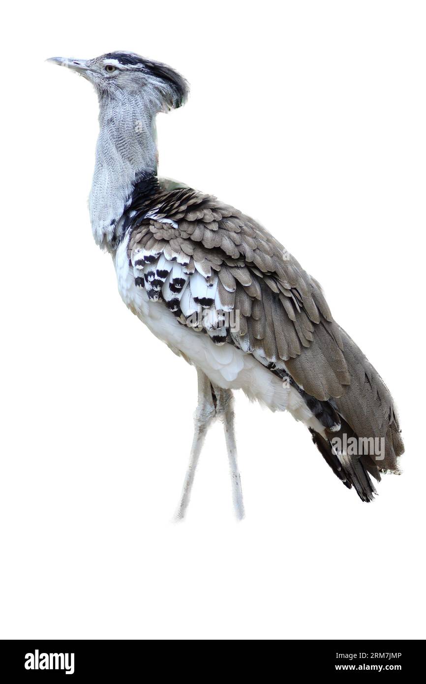 Giant bustard Cut Out Stock Images & Pictures - Alamy