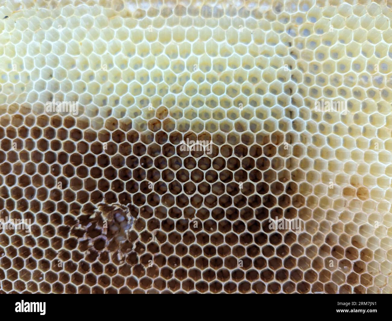 Honeycombs with natural healthy bees wax texture. Closeup of hexagonal ...