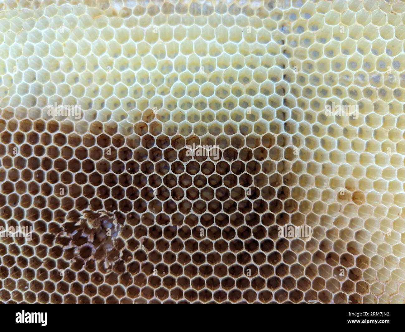 Honeycombs with natural healthy bees wax texture. Closeup of hexagonal ...