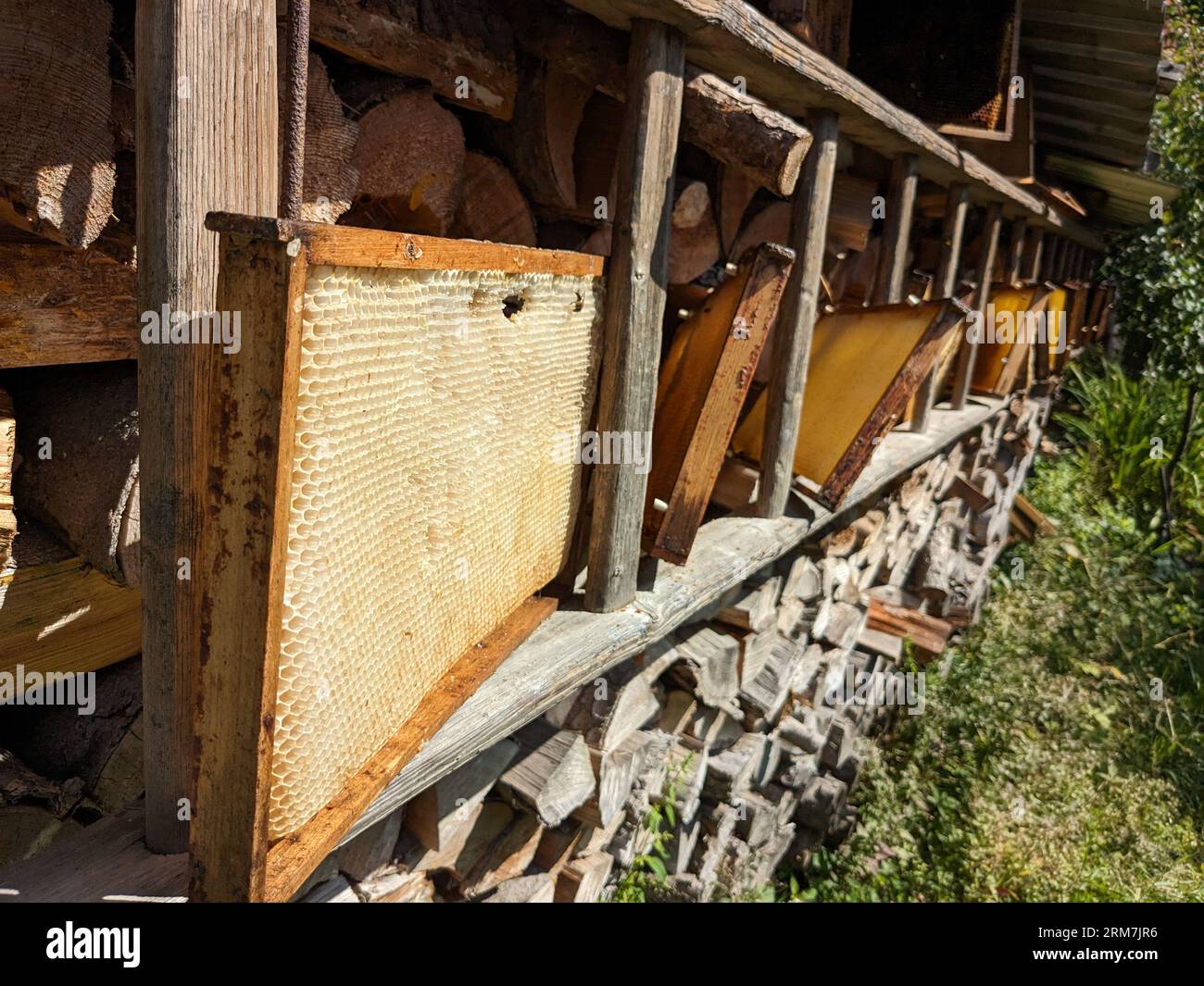 wooden frames with yellow and darker bee wax hexahonal cells are drying ...