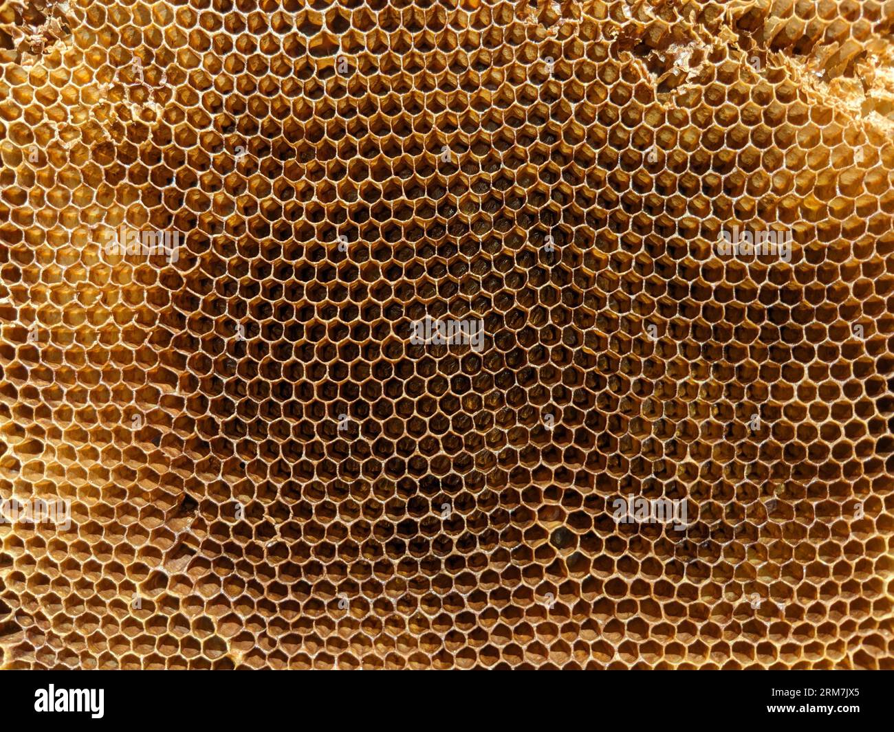 Honeycombs with natural healthy bees wax texture. Closeup of hexagonal ...