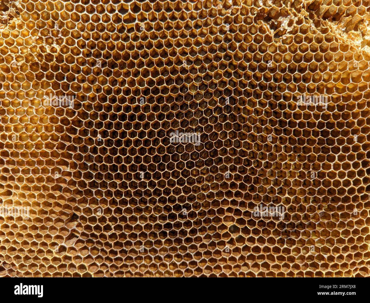 Honeycombs with natural healthy bees wax texture. Closeup of hexagonal ...