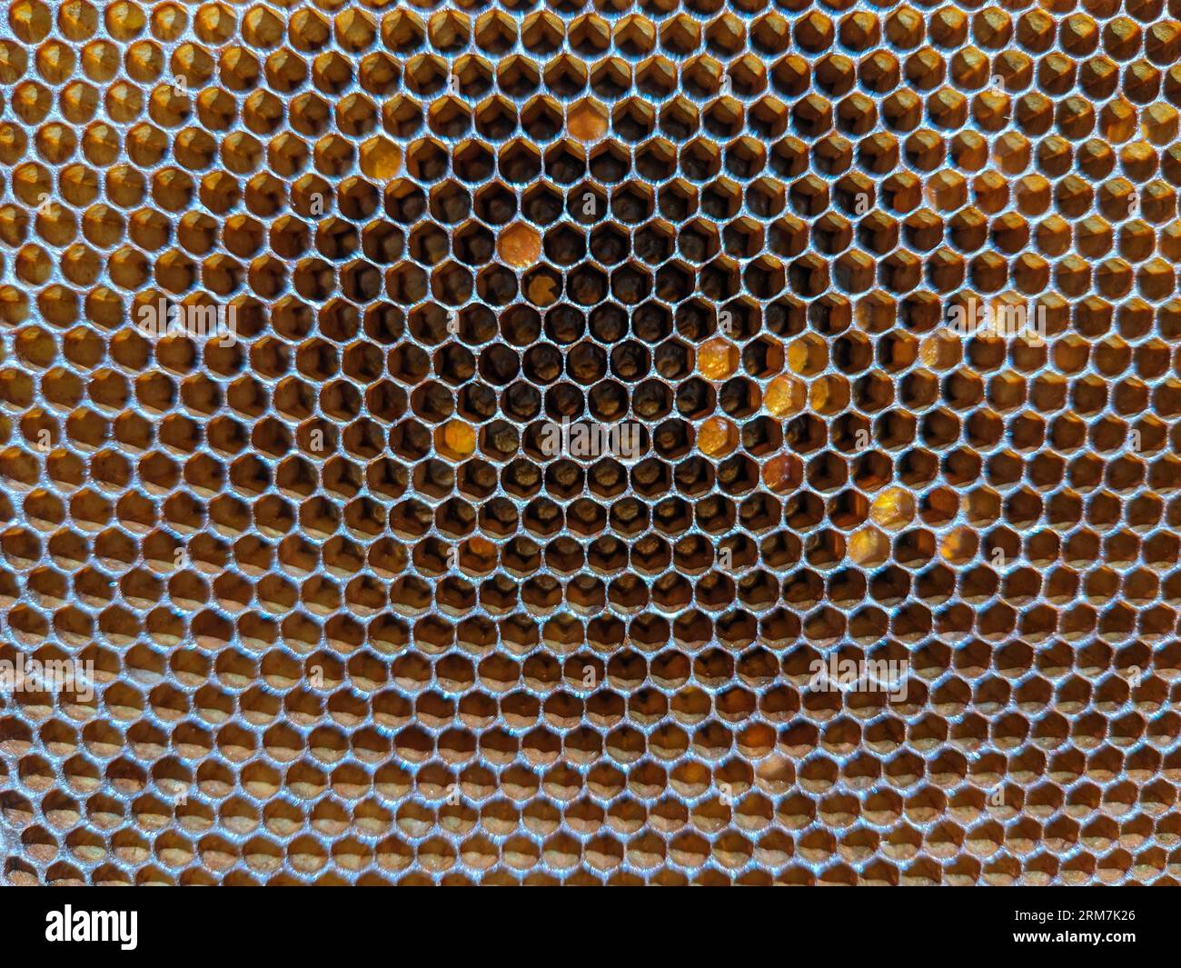 Honeycombs with natural healthy bees wax texture. Closeup of hexagonal ...