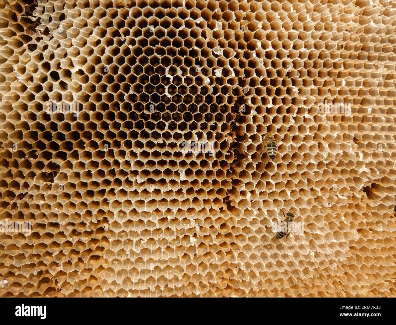 Honeycombs with natural healthy bees wax texture. Closeup of hexagonal ...