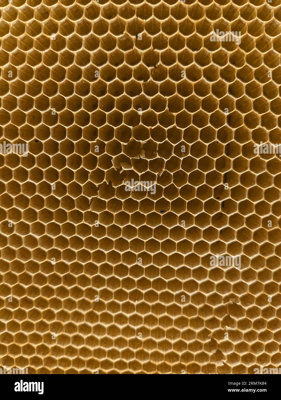 Honeycombs with natural healthy bees wax texture. Closeup of hexagonal ...