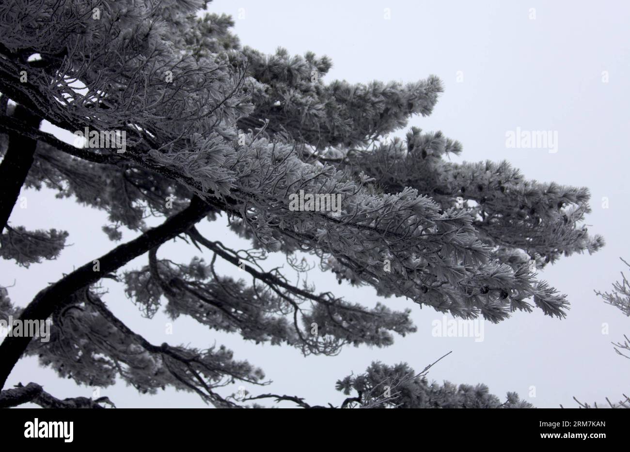 (140307) -- HUANGSHAN, (Xinhua) -- Photo taken on March 6, 2014 shows ...