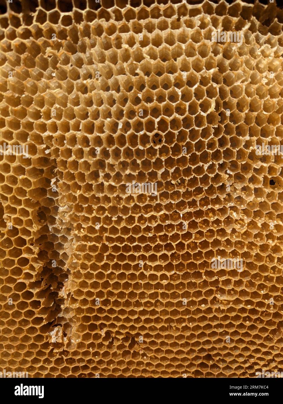 Honeycombs with natural healthy bees wax texture. Closeup of hexagonal ...