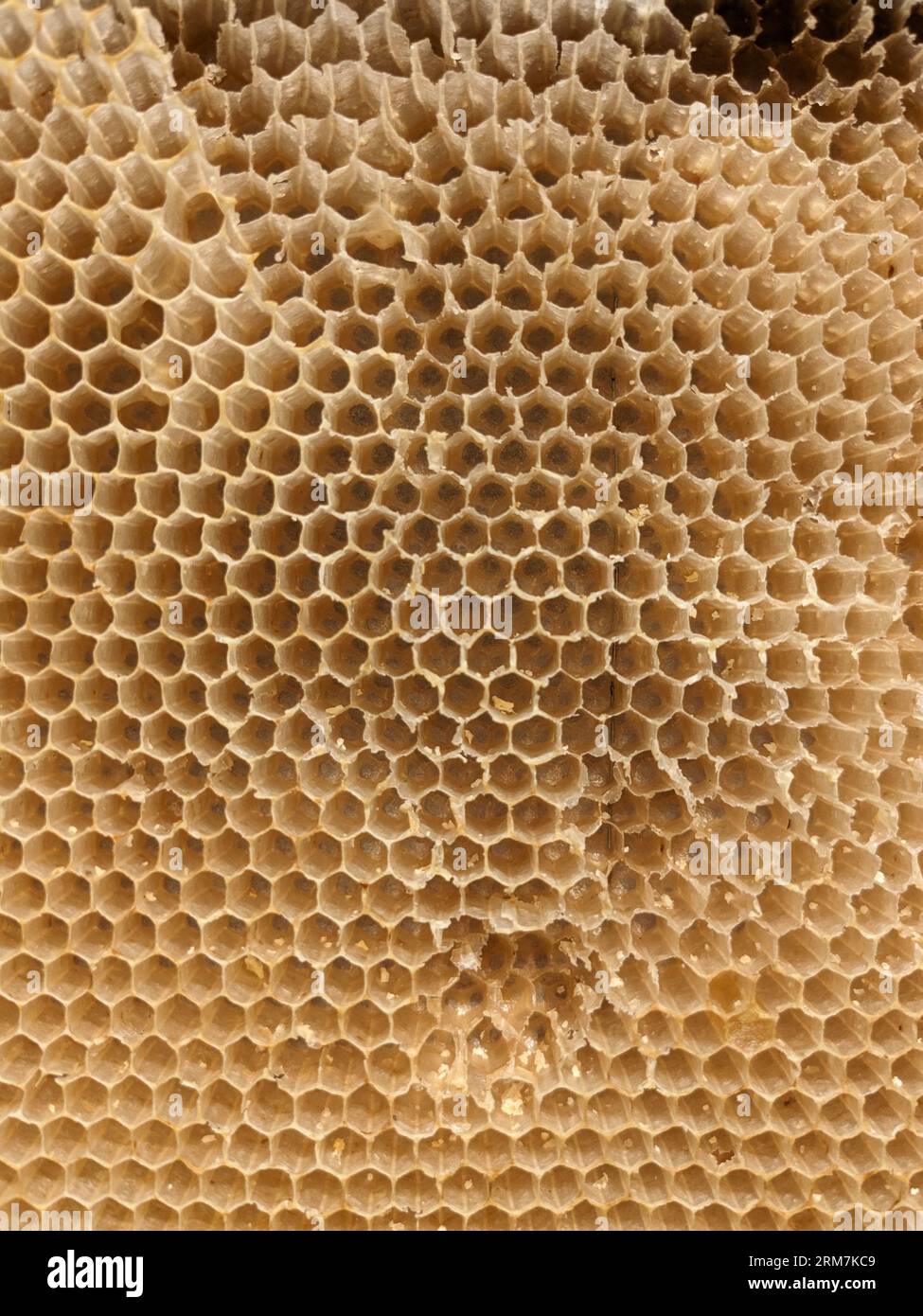 Honeycombs with natural healthy bees wax texture. Closeup of hexagonal ...