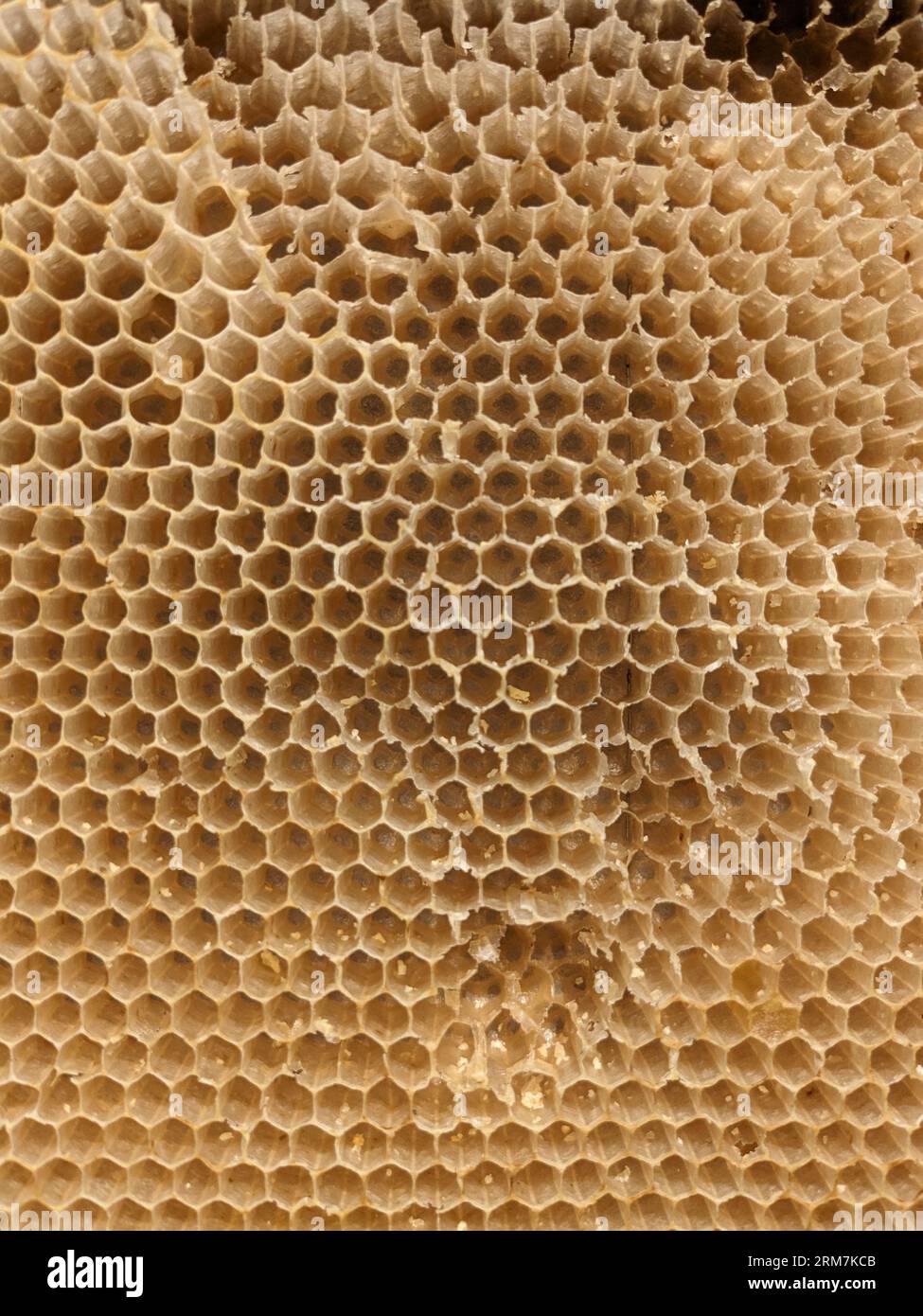 Honeycombs with natural healthy bees wax texture. Closeup of hexagonal ...
