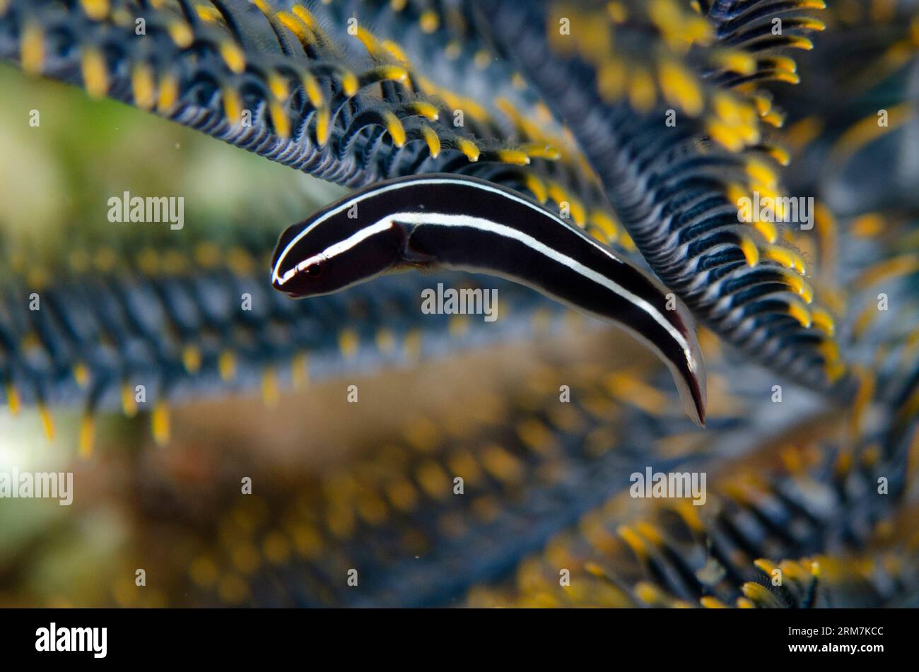One stripe clingfish hi-res stock photography and images - Alamy