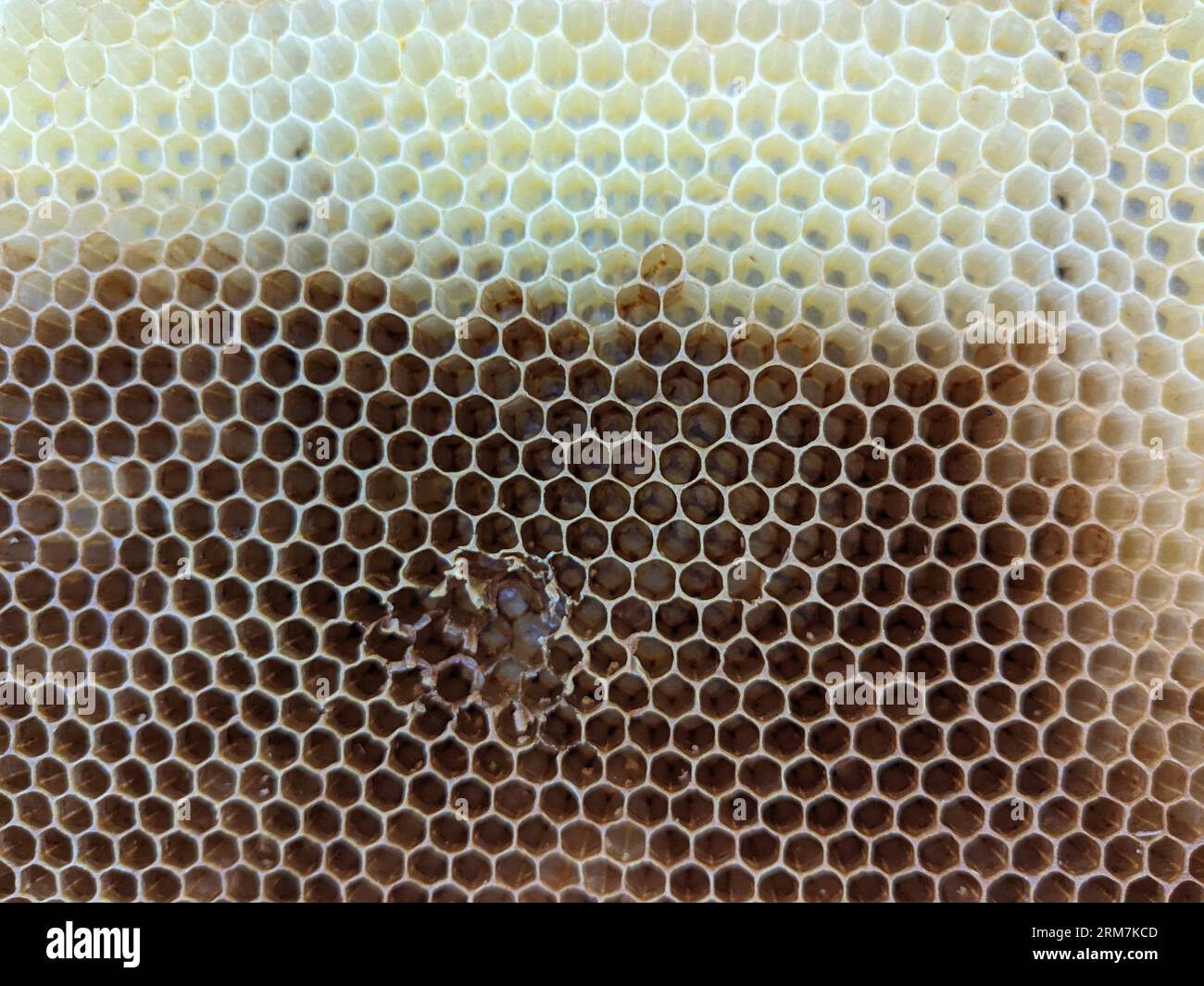 Honeycombs with natural healthy bees wax texture. Closeup of hexagonal ...