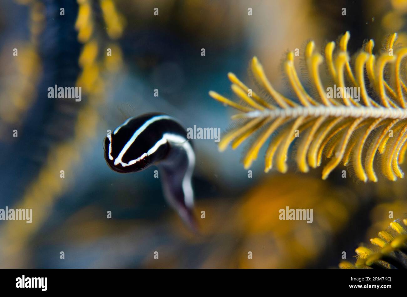 One stripe clingfish hi-res stock photography and images - Alamy