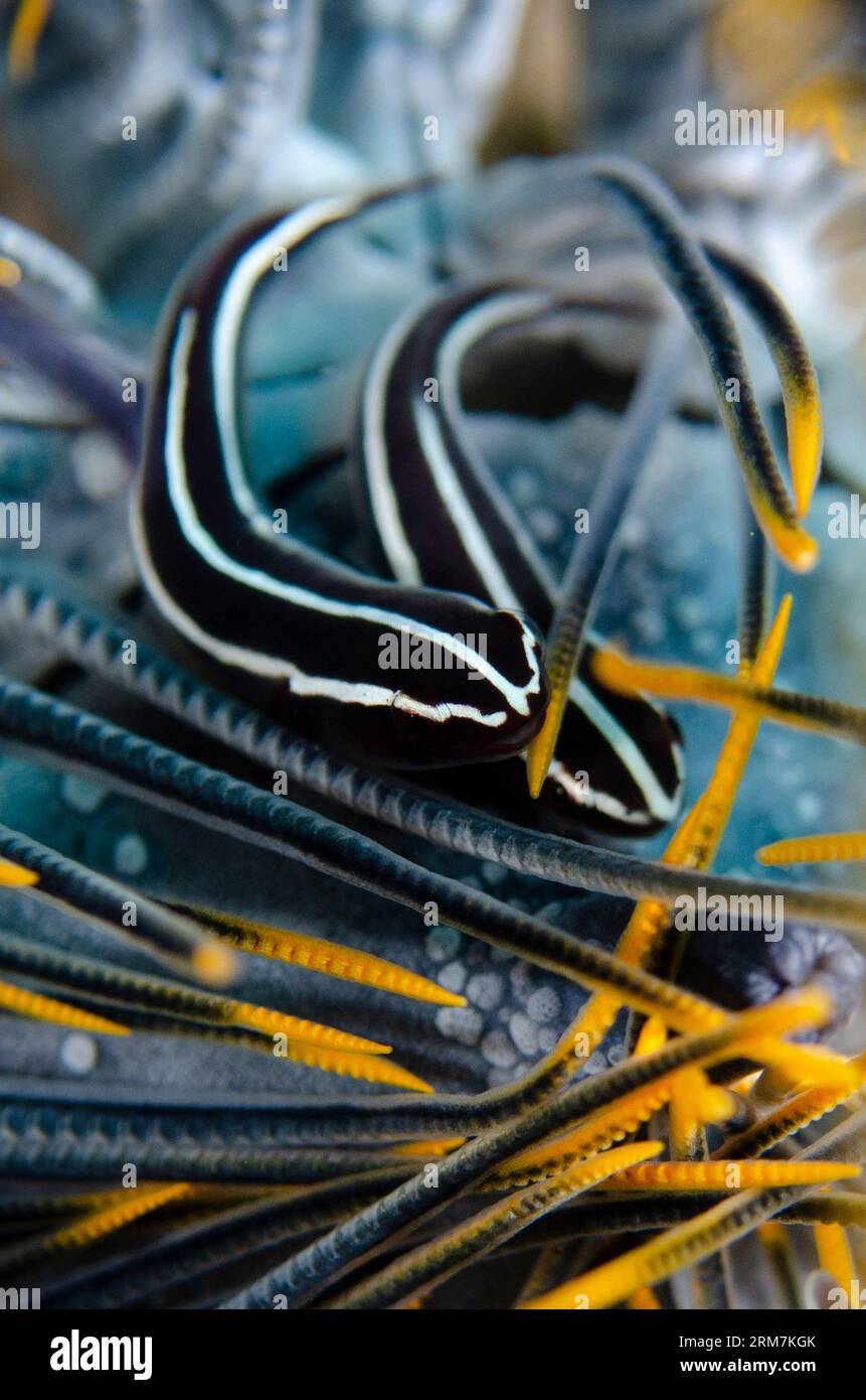 One stripe clingfish hi-res stock photography and images - Alamy