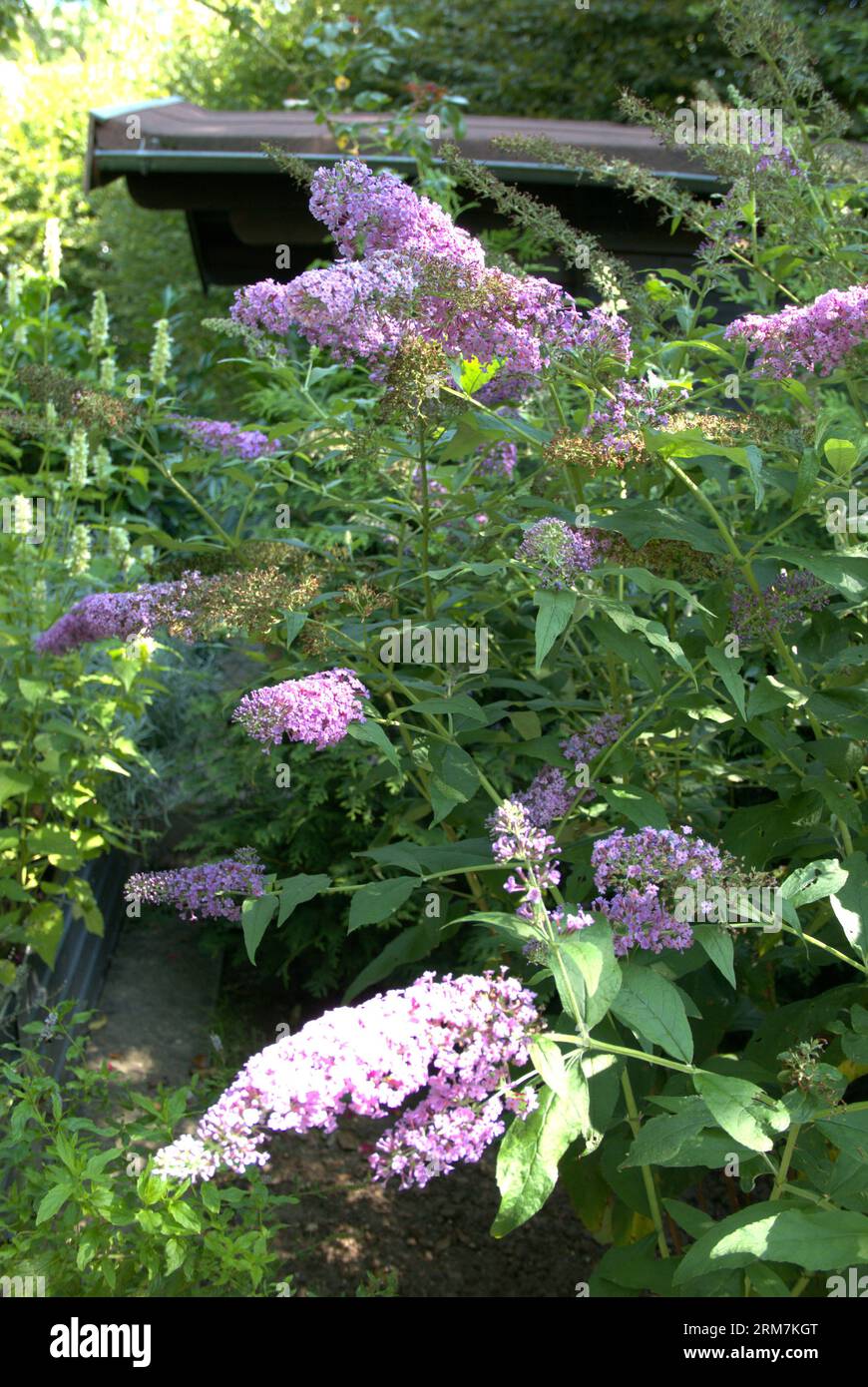 Summer lilac bush hi-res stock photography and images - Alamy