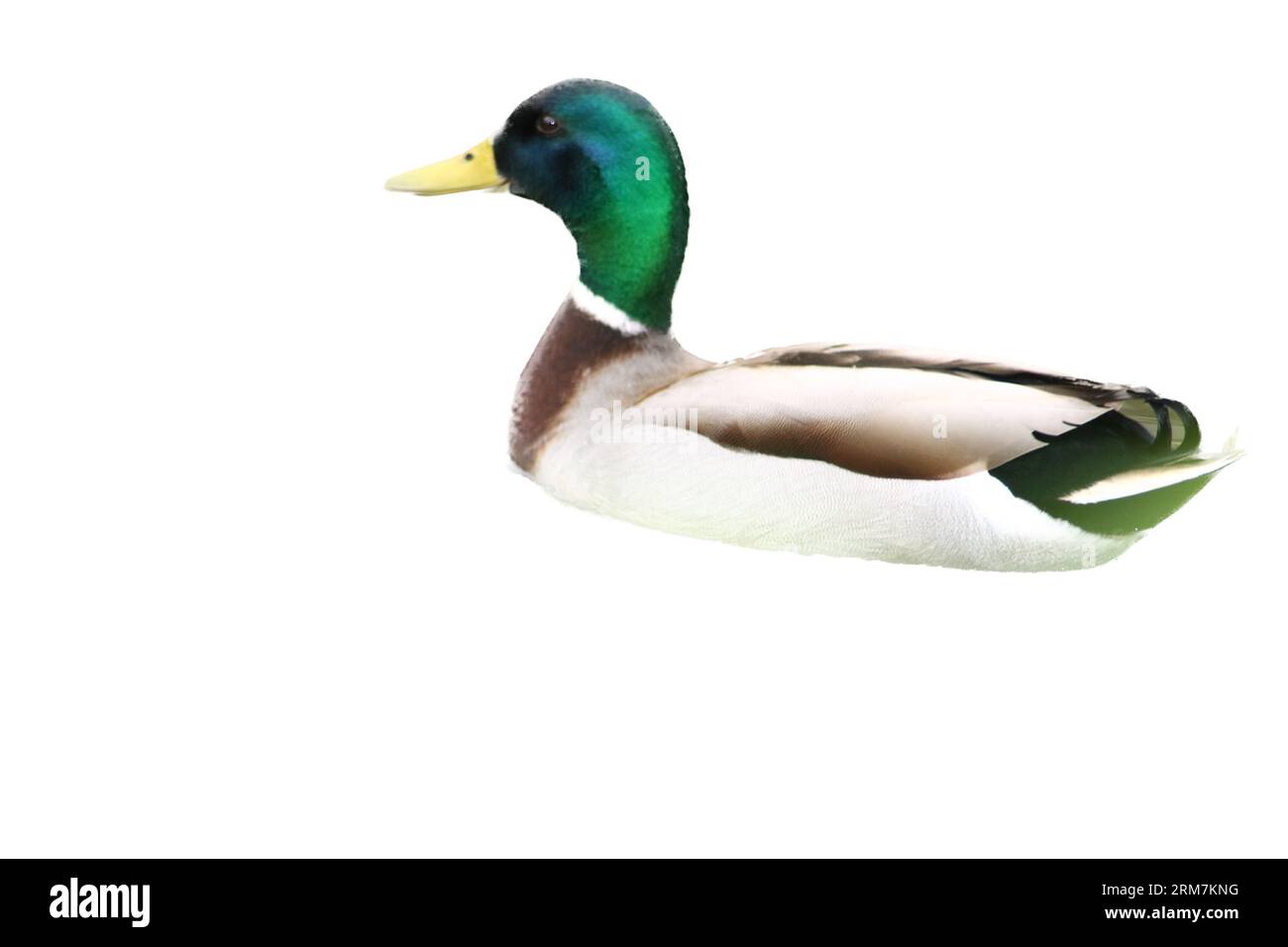 Side view of a floating mallard drake (Anas platyrhynchos Stock Photo ...