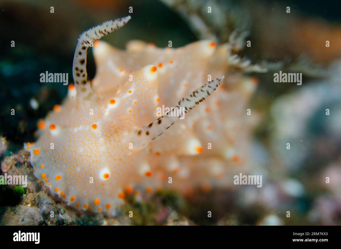 Batangas Halgerda Nudibranch, Halgerda batangas, Liberty wreck dive ...