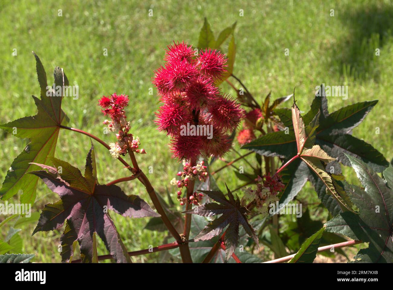 Castor oil plant Stock Photo - Alamy