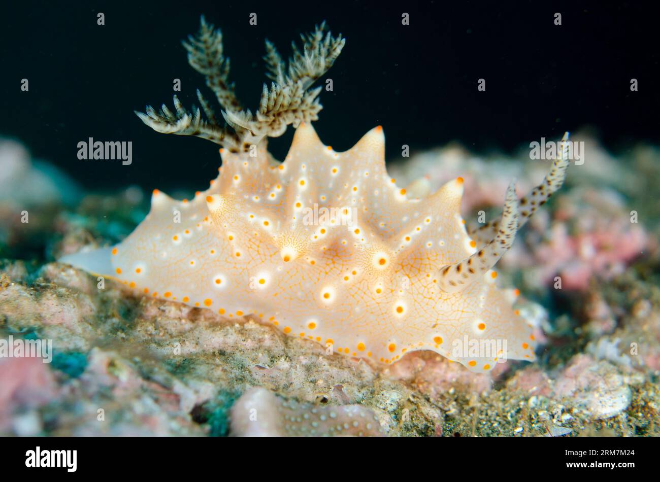 Nudibranch halgerda batangas hi-res stock photography and images - Alamy