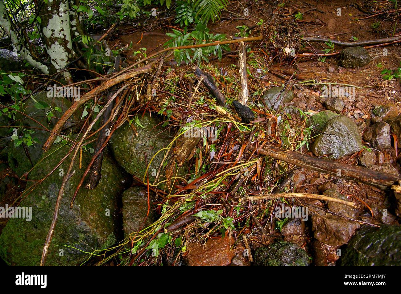 Muddy, wet mess of plants, soil and rocks displaced by flood water in ...