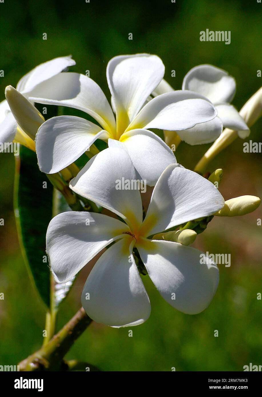 Close-up of white and yellow flowers of fragrant frangipani shrub ...