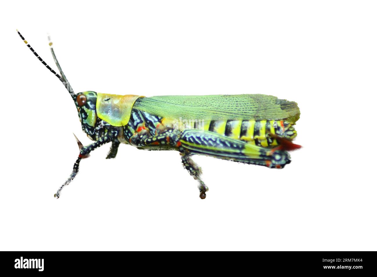 A colorful cricket (Gryllidae) on a rose stem Stock Photo - Alamy