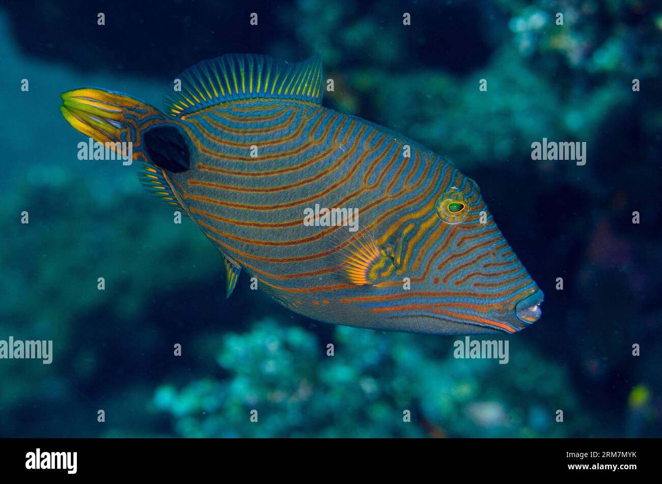 Orange-lined Triggerfish, Balistapus undulatus, Liberty wreck dive site ...