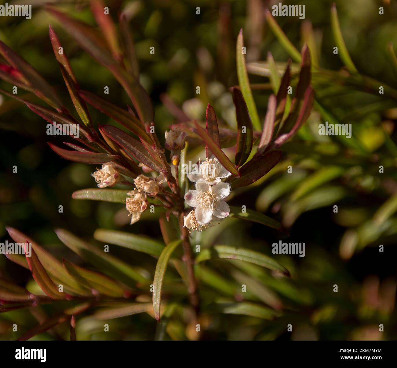 Delicious bush tucker hi-res stock photography and images - Alamy