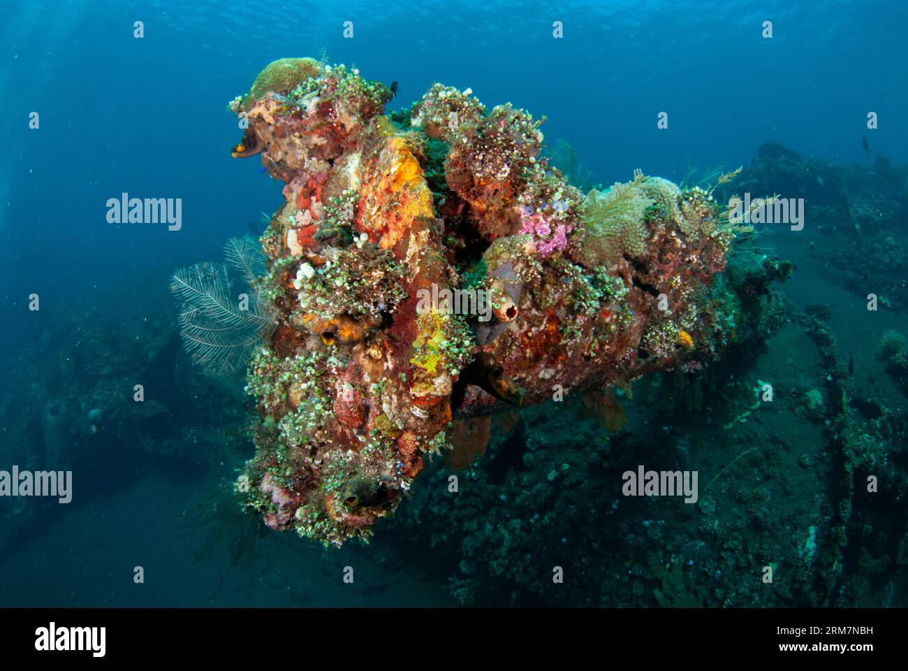 Turret coral hi-res stock photography and images - Alamy