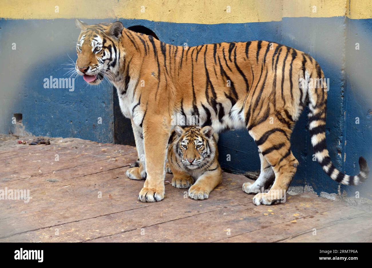 Mongo zoo hi-res stock photography and images - Alamy