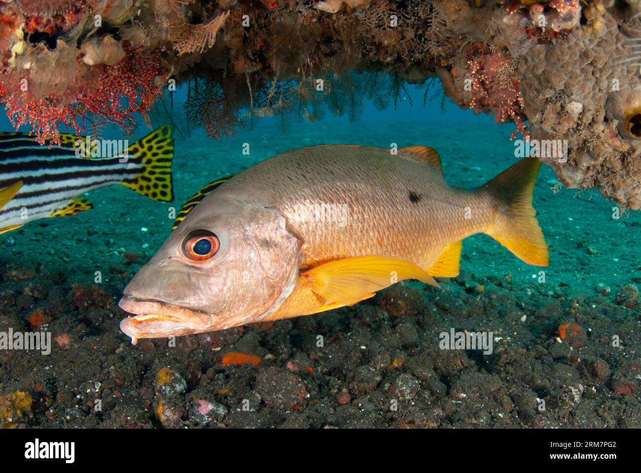 Onespot Snapper, Lutjanus monostigma, with Oriental Sweetlips ...