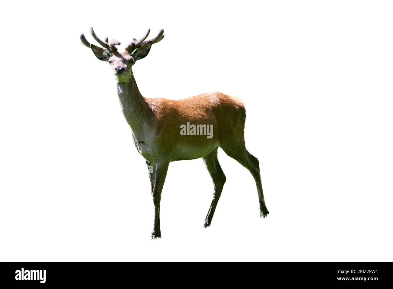 a fallow deer (Dama dama) on a green glade Stock Photo - Alamy
