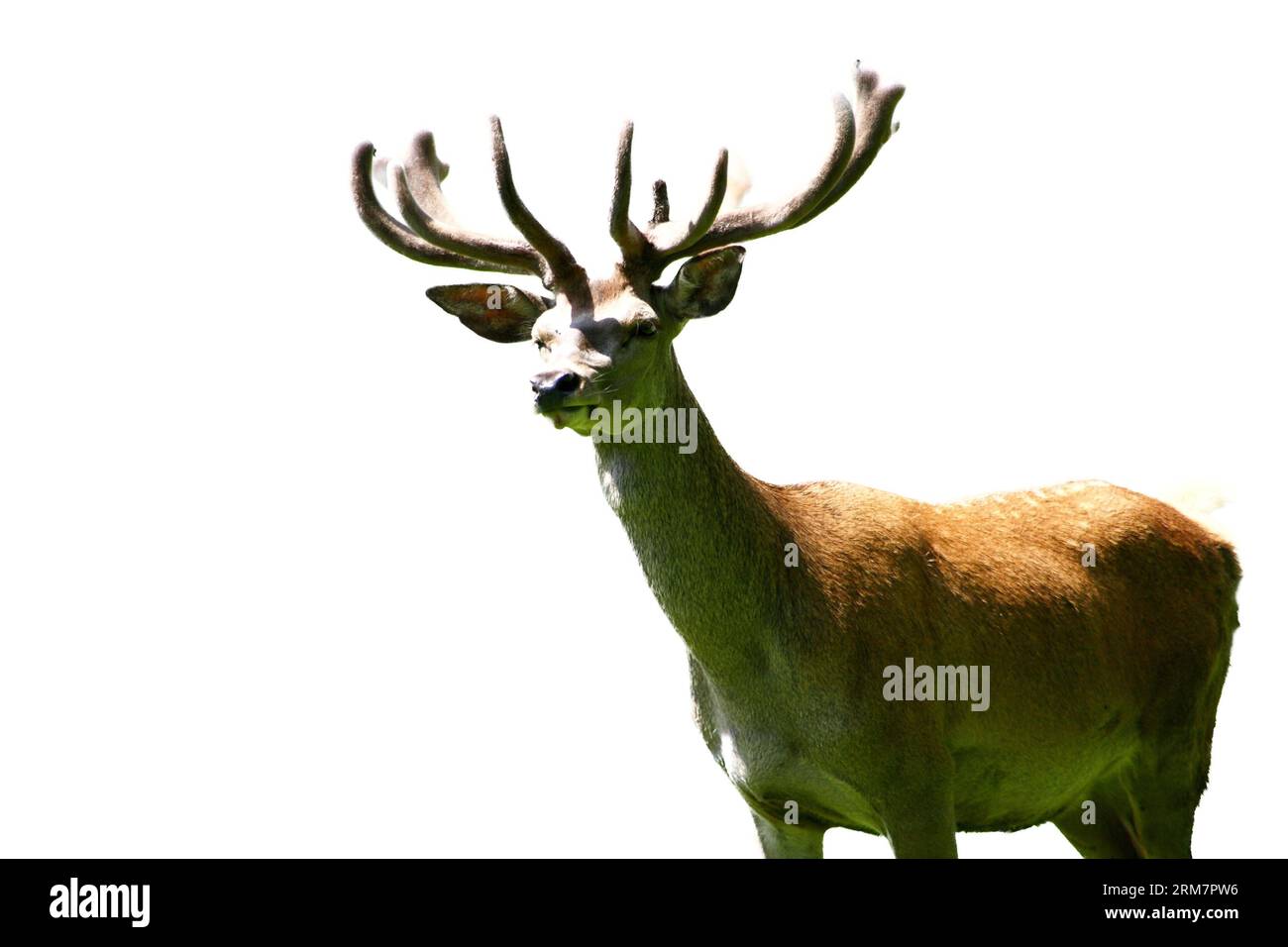 a fallow deer (Dama dama) on a green glade Stock Photo - Alamy
