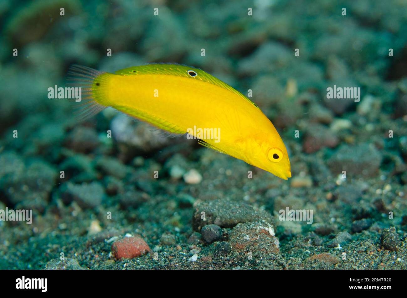 Canary Wrasse, Halichoeres chrysus, Liberty Wreck dive site, Tulamben ...