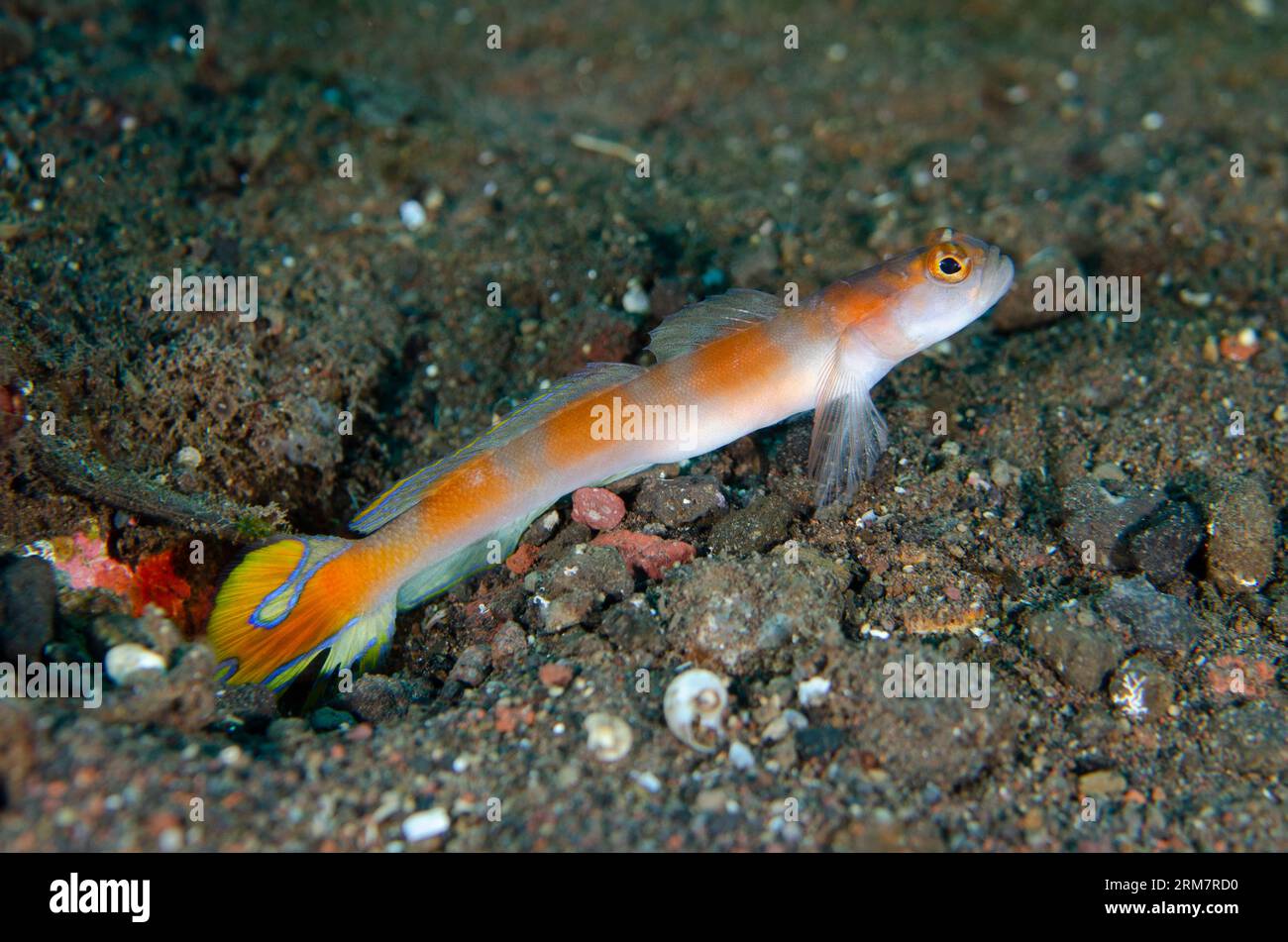Flagtail Shrimpgoby, Amblyeleotris yanoi, by hole in sand, Pong Pong ...