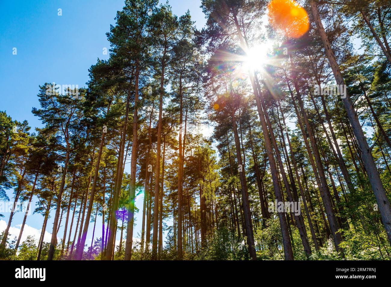 Trees with sun rays peeking through in Bourne Woods, Surrey Hills ...