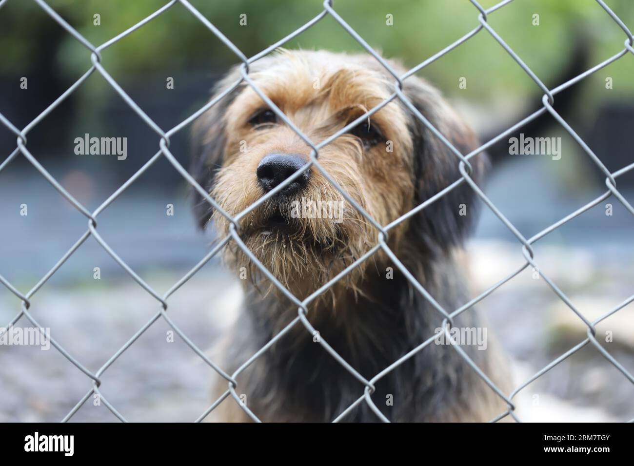 Sad dog cage hi-res stock photography and images - Alamy