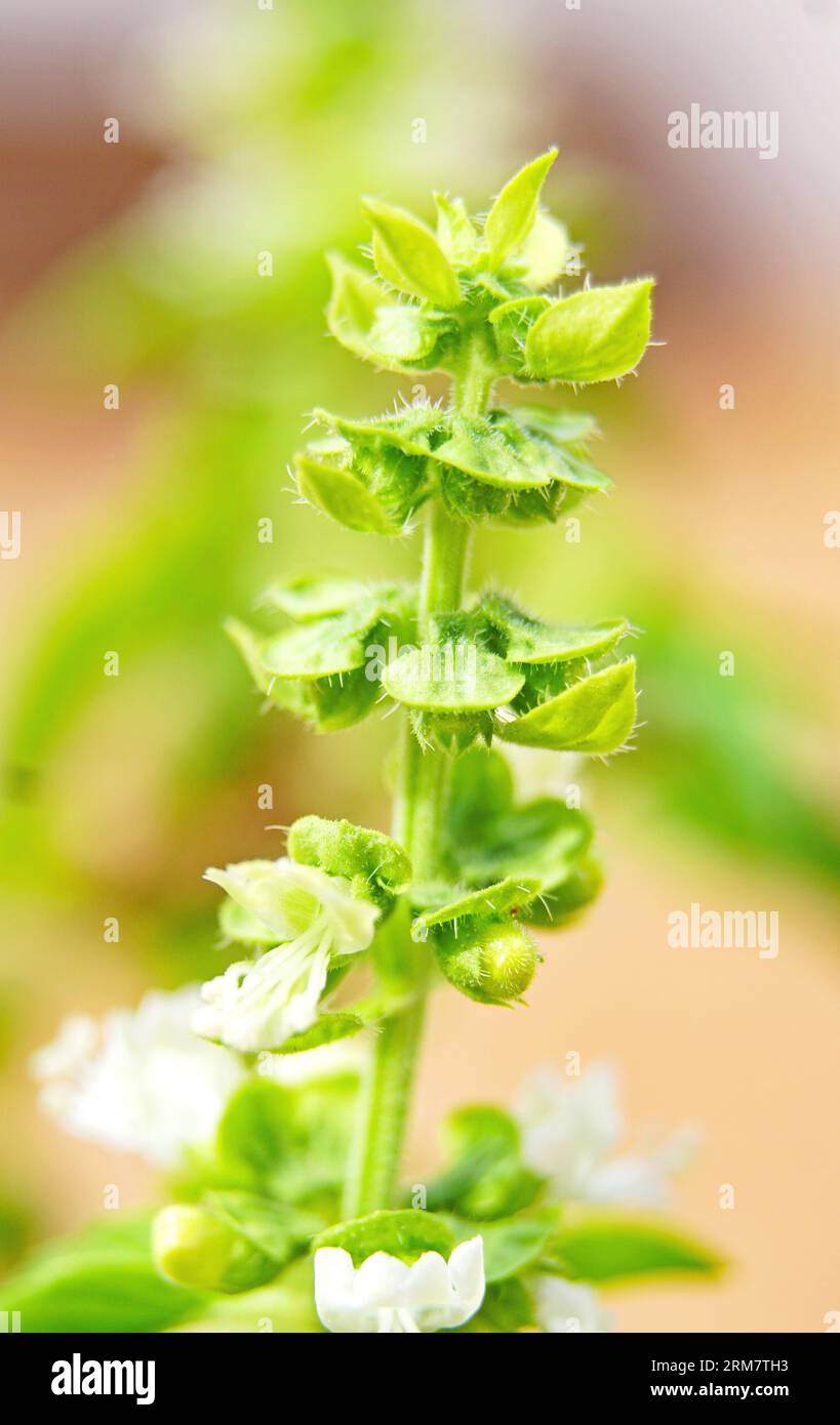 Basil sprouts in a pot Stock Photo - Alamy