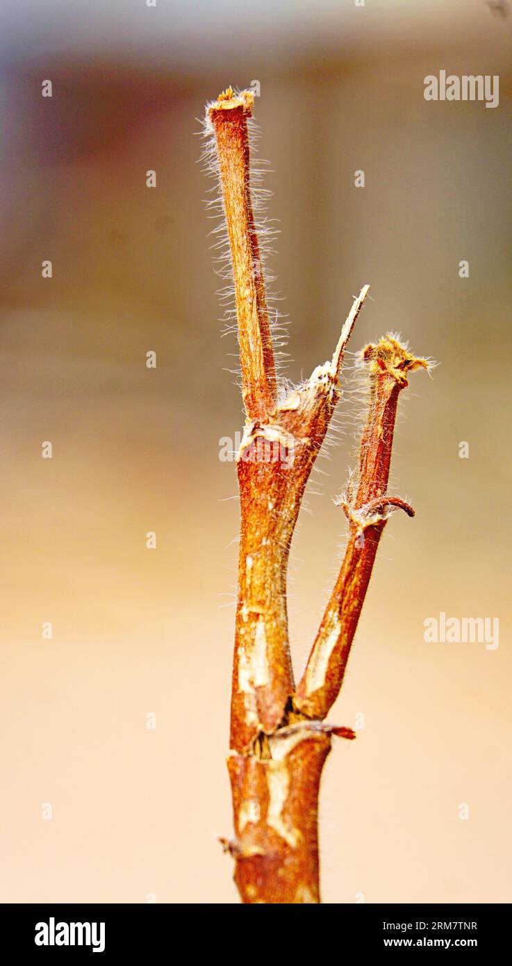 Red geraniums in pot hi-res stock photography and images - Alamy