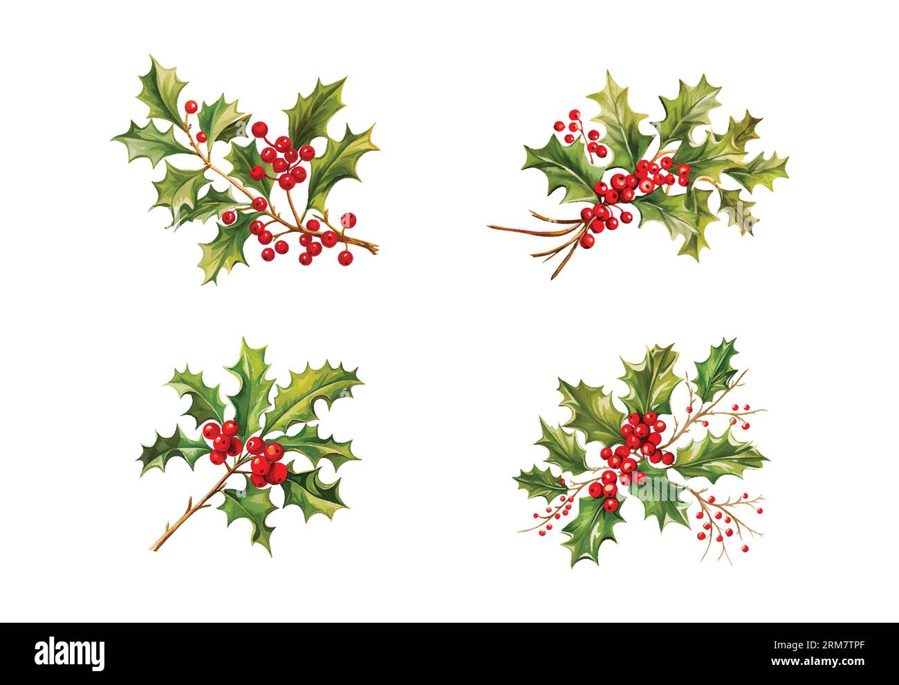 Watercolor mistletoe Stock Vector Images - Alamy