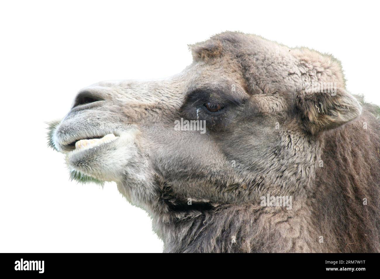 A camel (Camelidae) portrait seen from the side Stock Photo - Alamy