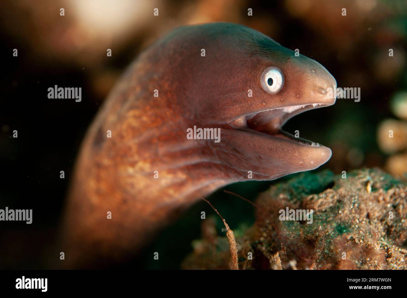 White-eyed Moray Eel, Gymnothorax thyrsoideus, pair in hole, Sedam dive ...